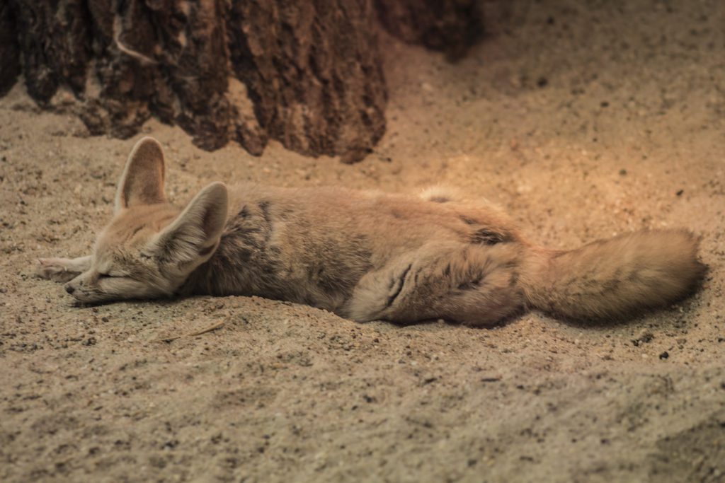 Le fennec - Parc zoologique de fréjus