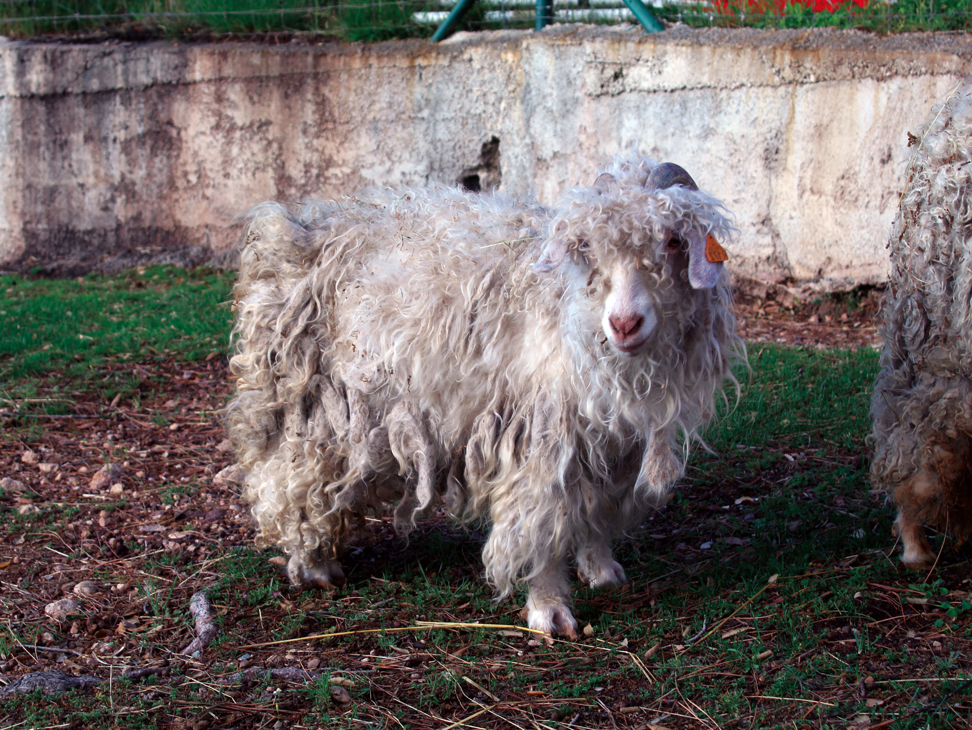 La Chèvre angora - Parc zoologique de fréjus