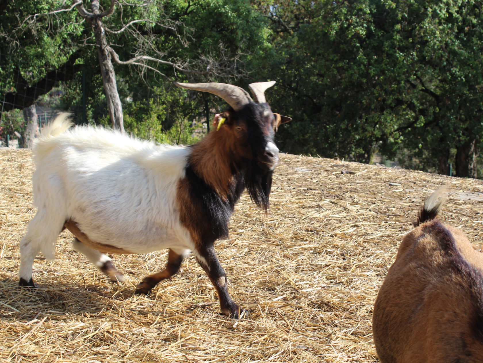 La Chèvre naine - Parc zoologique de fréjus