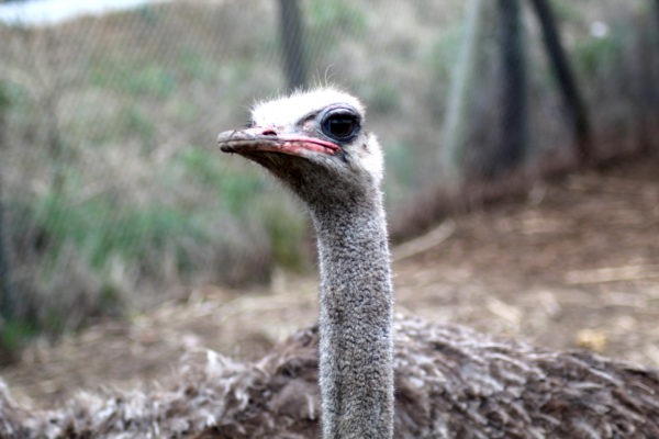L'autruche - Parc zoologique de fréjus