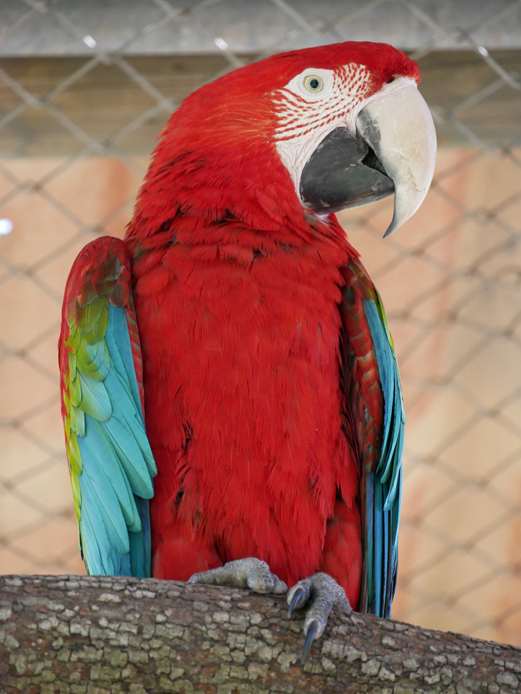 Le ara chloroptère - Parc zoologique de fréjus