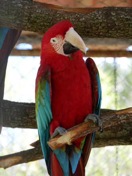 Le ara chloroptère - Parc zoologique de fréjus