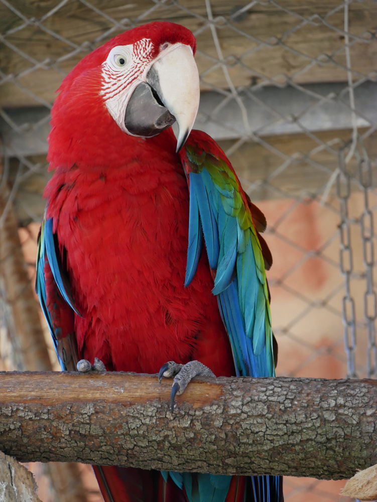 Le ara chloroptère - Parc zoologique de fréjus