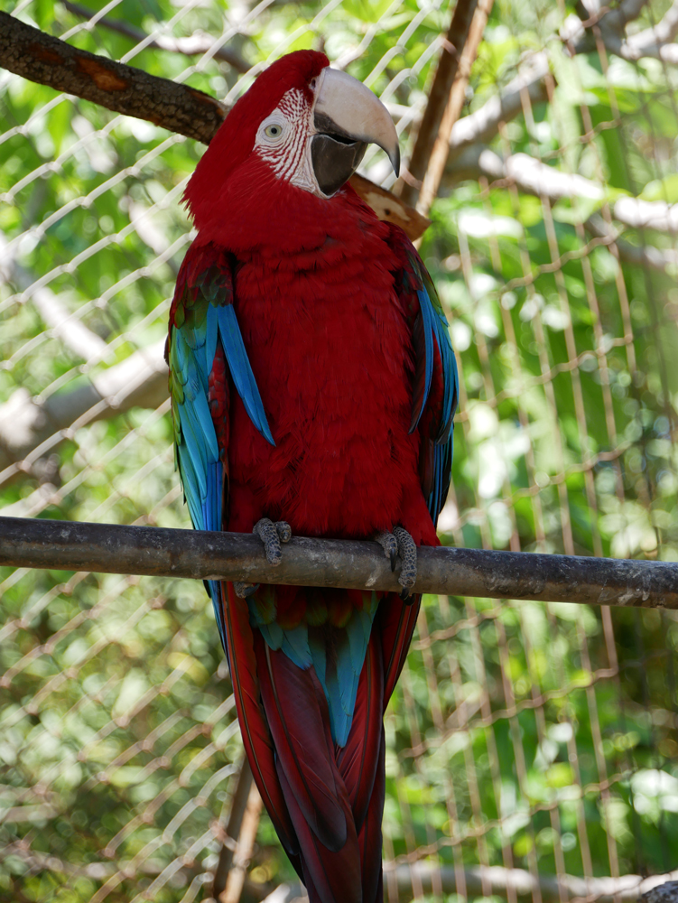 Le ara chloroptère - Parc zoologique de fréjus