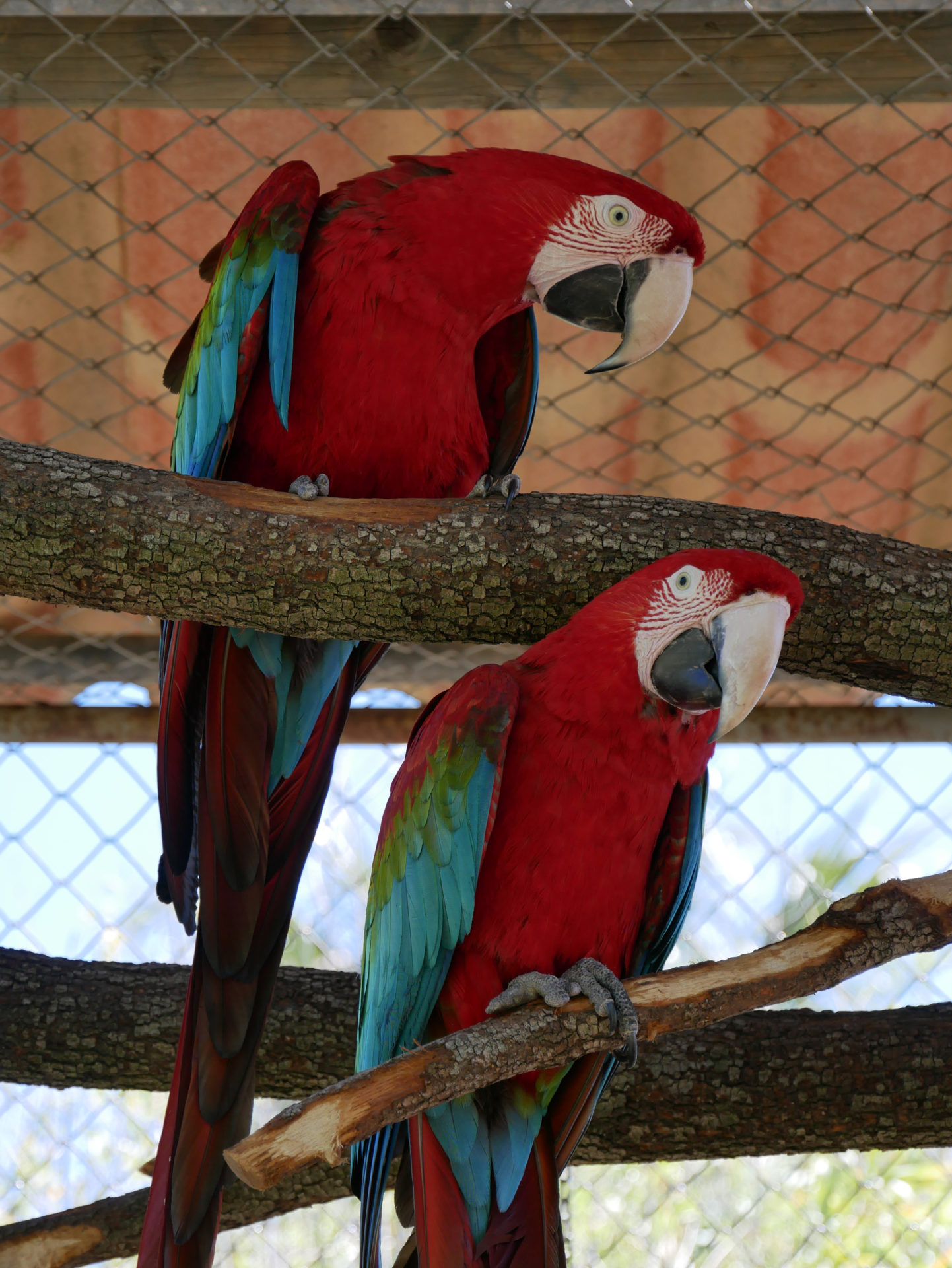 Le ara chloroptère - Parc zoologique de fréjus