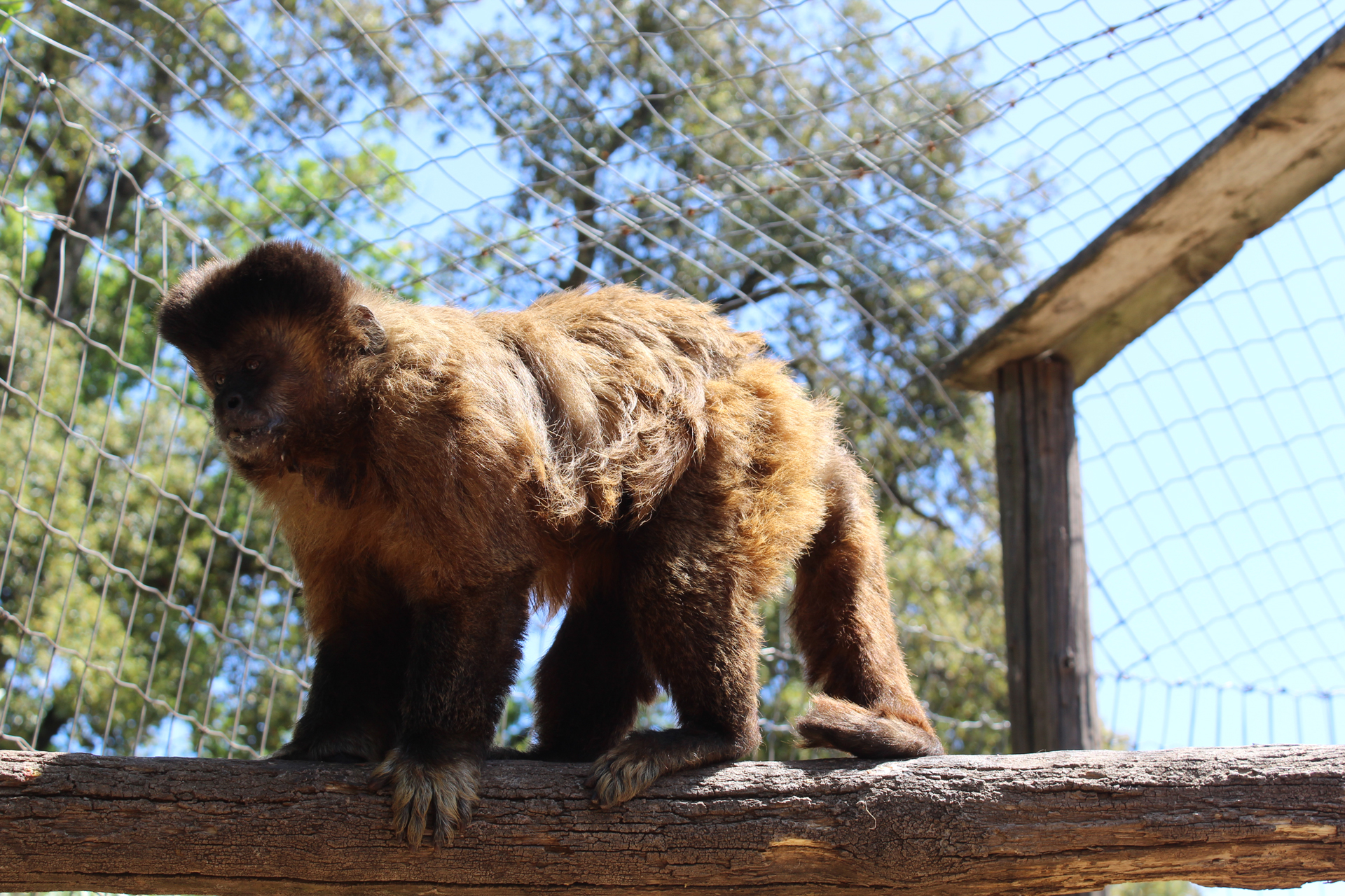 Le Capucin apelle - Parc zoologique de fréjus
