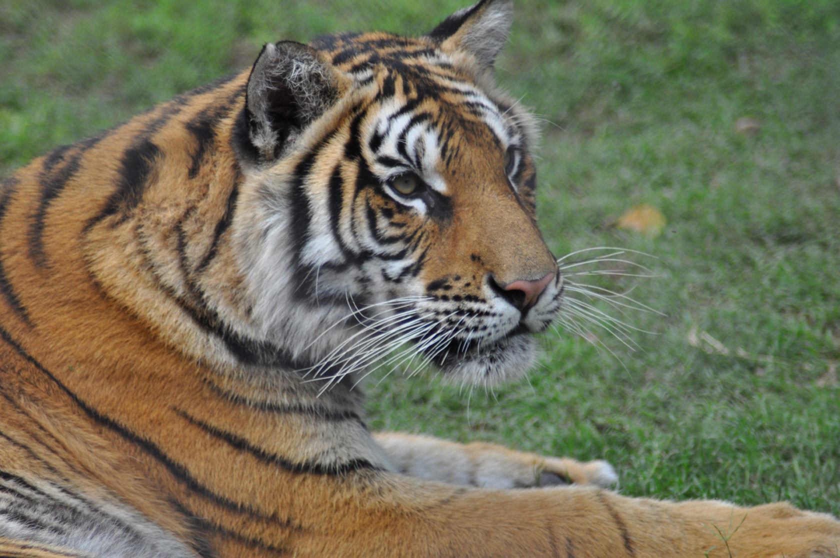 Le tigre du bengale ou tigre royal - Parc zoologique de fréjus