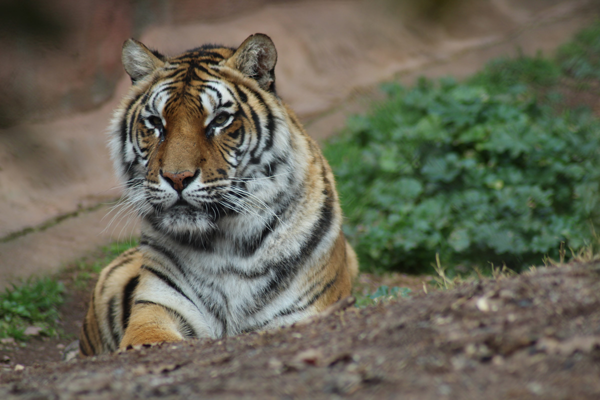 Le tigre du bengale ou tigre royal - Parc zoologique de fréjus