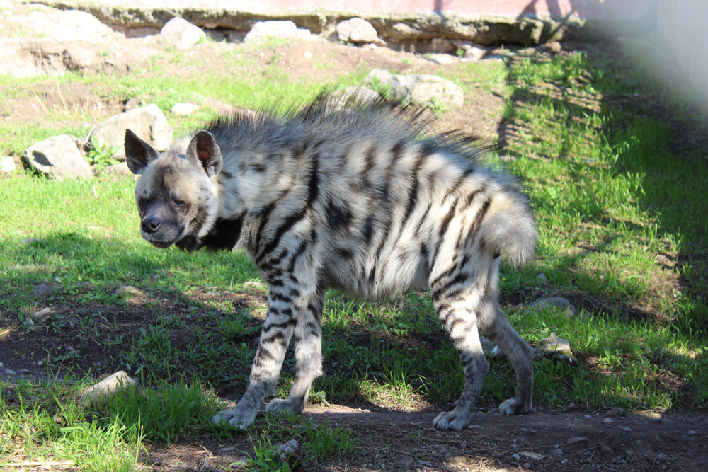 la Hyène rayée - Parc zoologique de fréjus