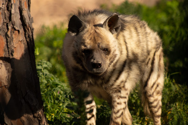 la Hyène rayée - Parc zoologique de fréjus
